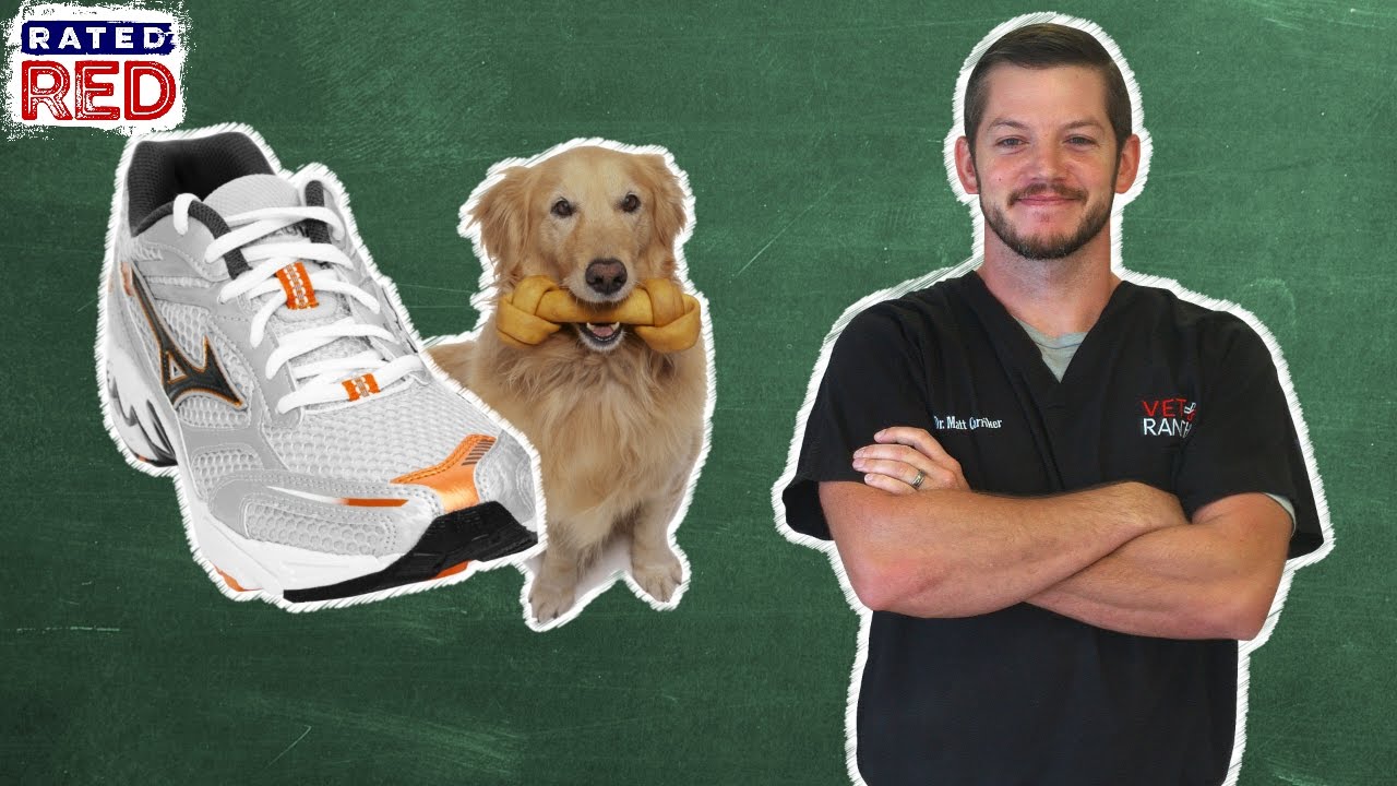 Pet 101: Stop Your Dog from Chewing Items