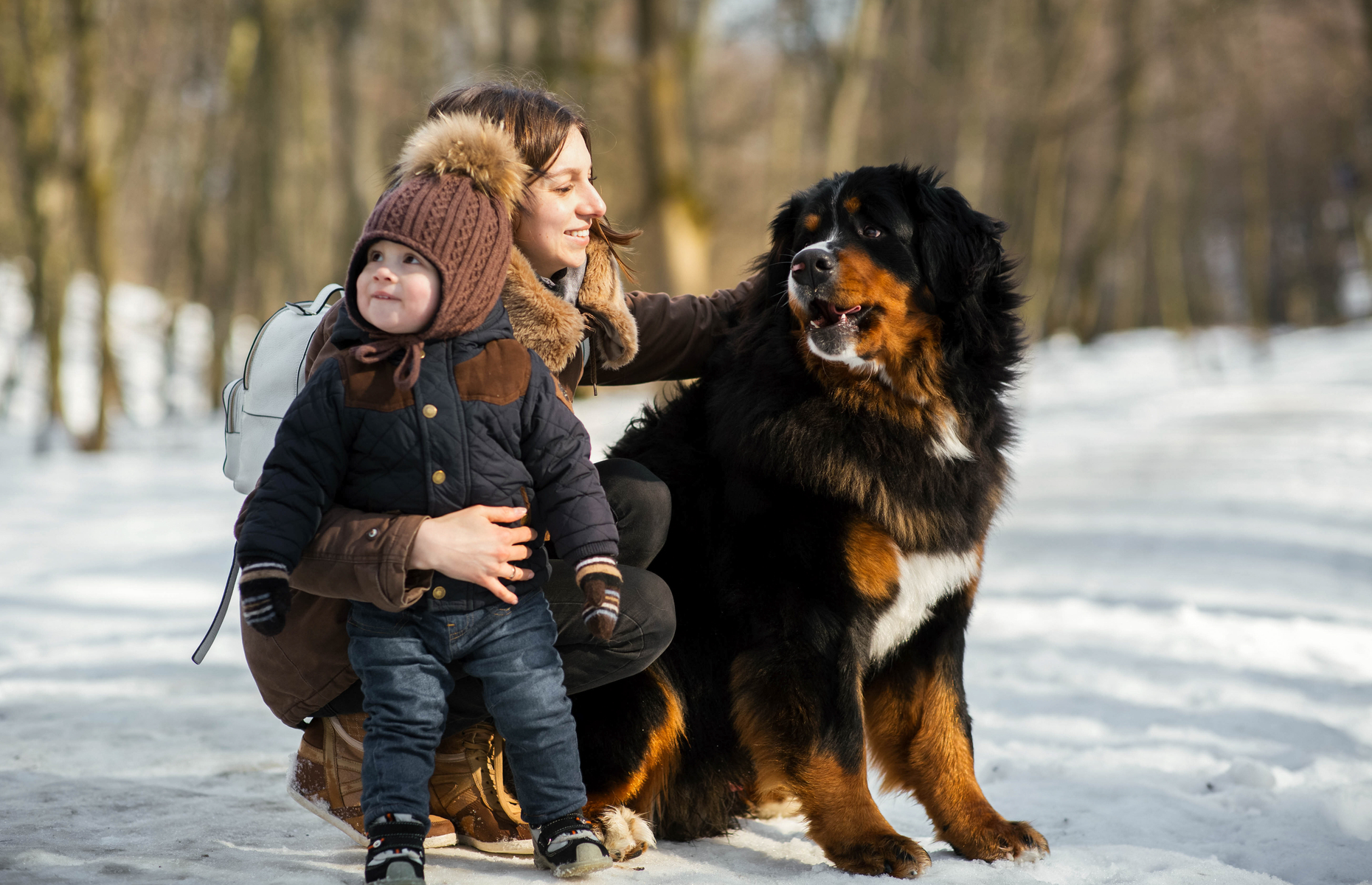 Les 20 races de chiens les plus dociles