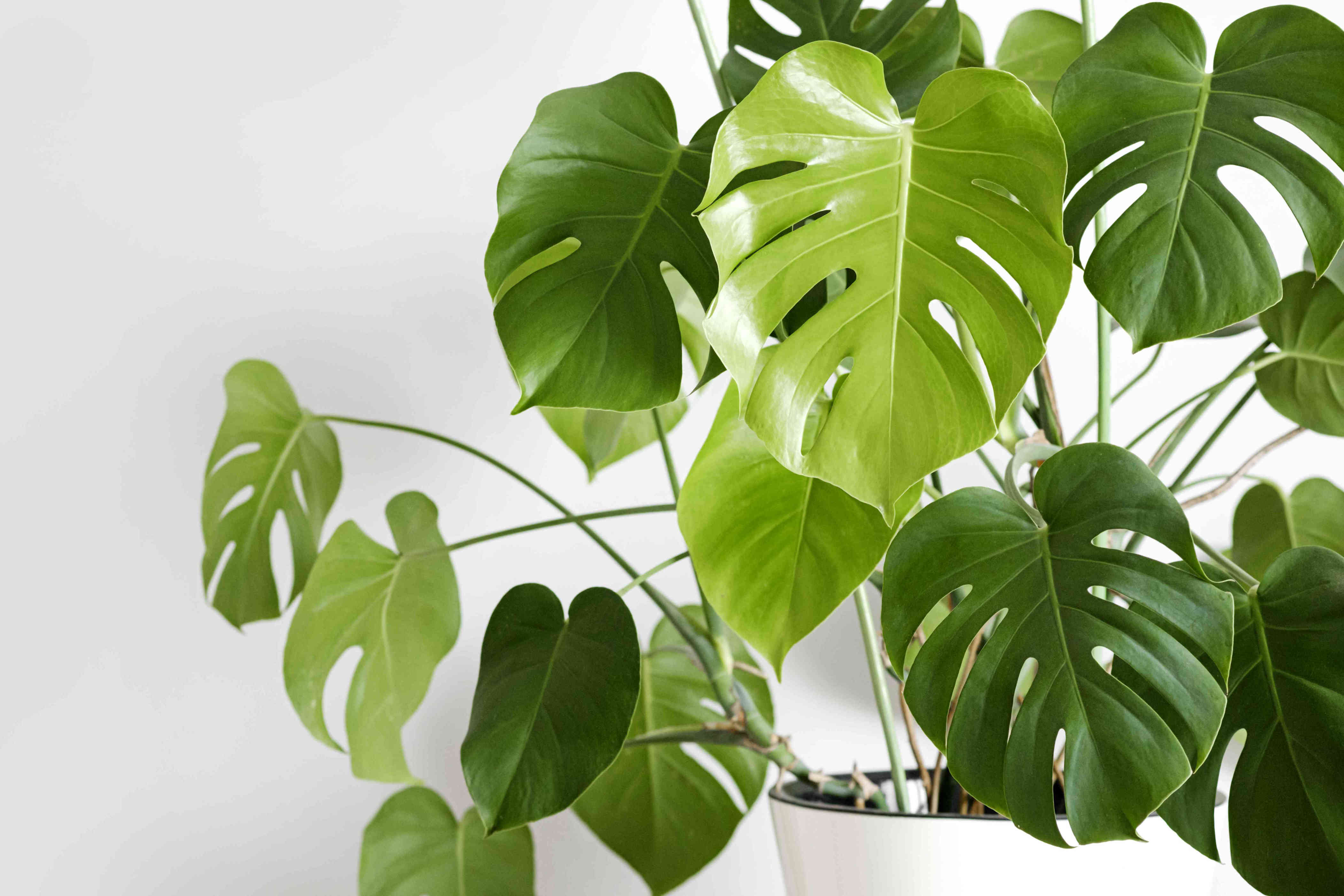 How to Care for Monstera—a Popular, Beginner-Friendly Houseplant