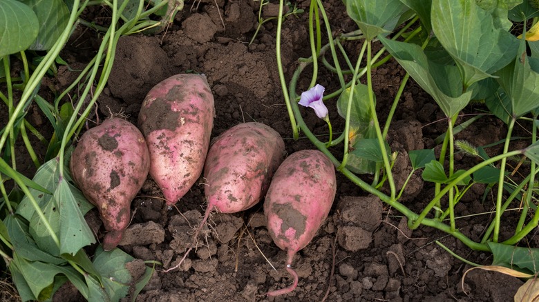 13 Tips You Need For The Best Roasted Sweet Potatoes
