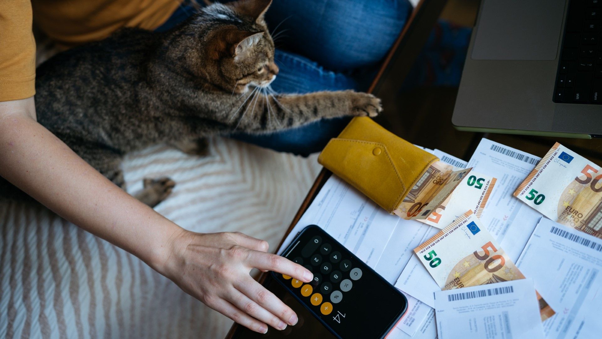 Ways to save money as a cat owner