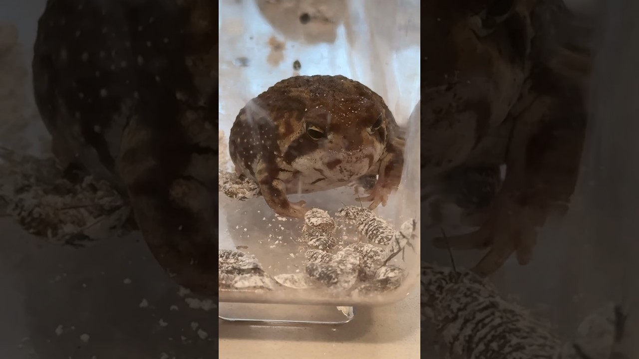 Feeding Time for My Round Rain Frogs—Too Cute to Miss