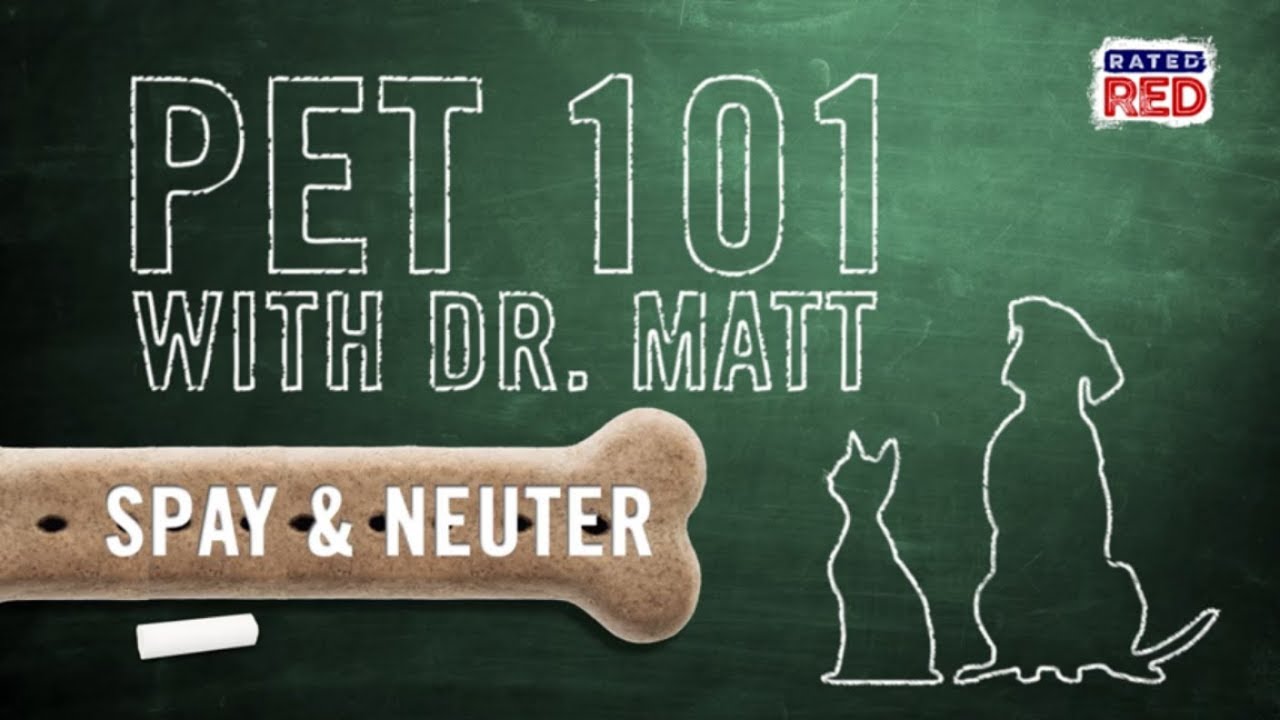 Pet 101: Why You Should Spay or Neuter