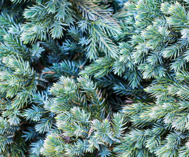 Best dwarf evergreens for small spaces – 5 compact shrubs for year ...