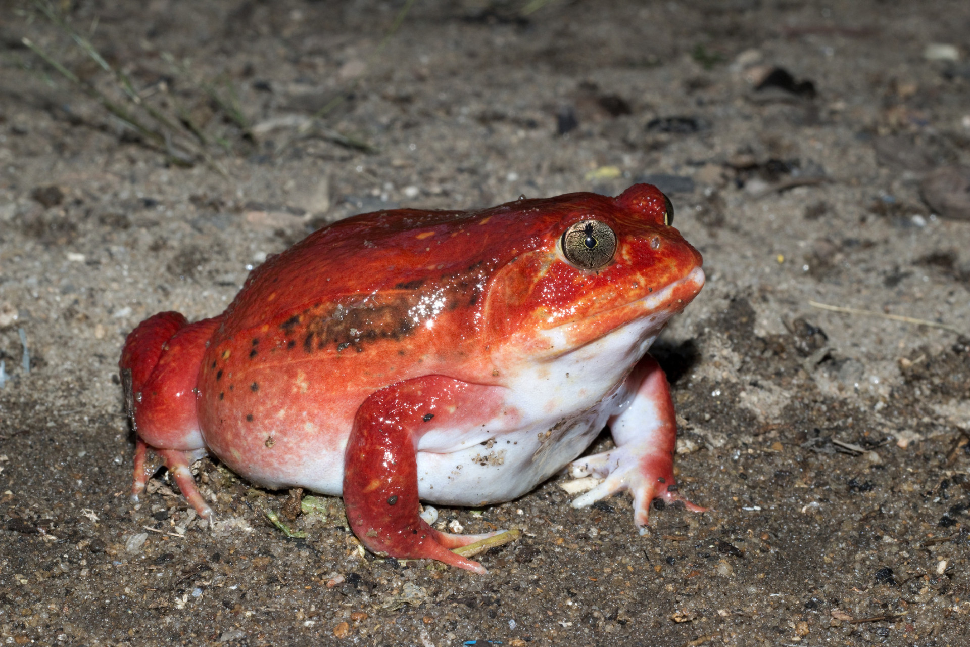 Ces animaux rouges sont incroyables mais vrais