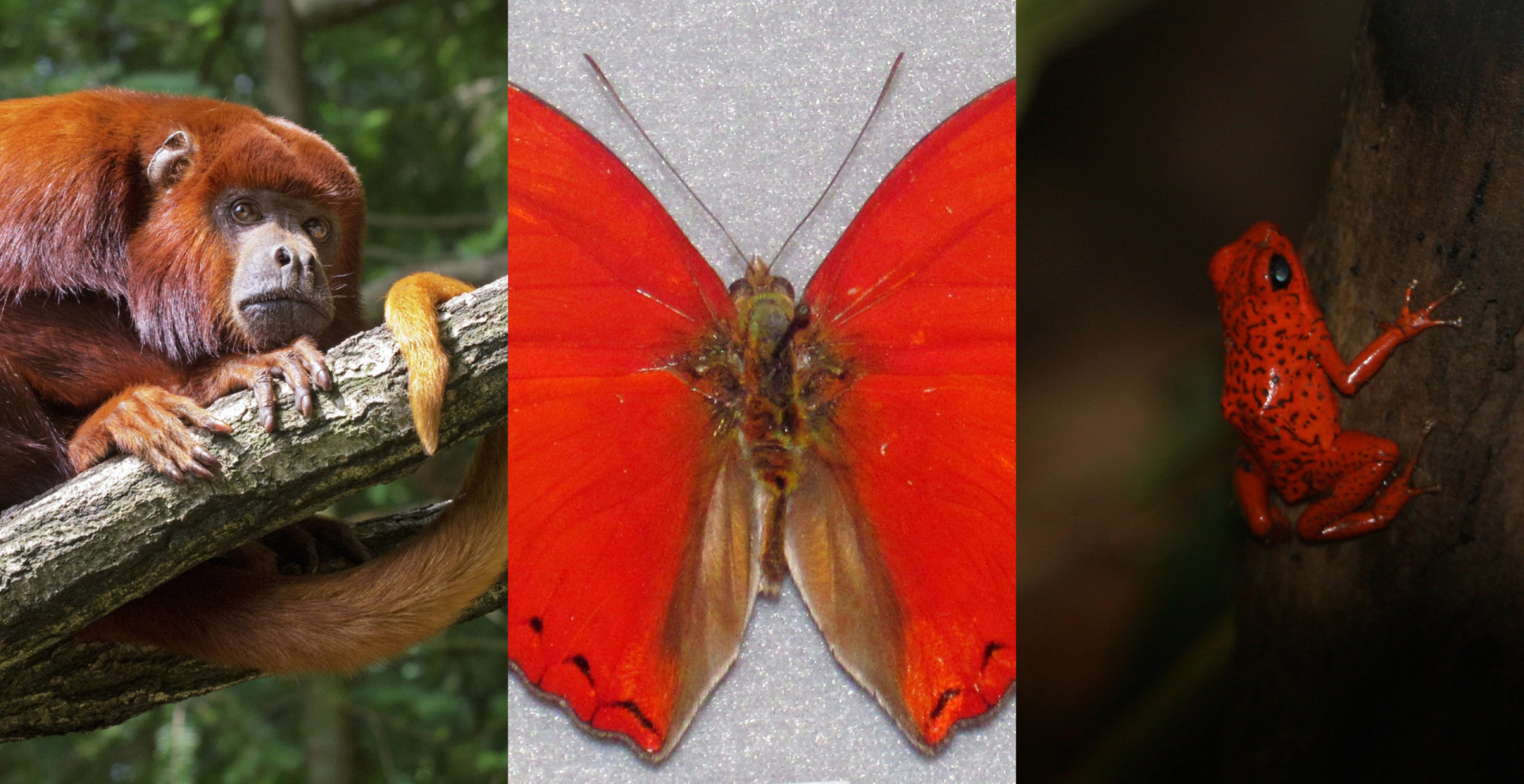 Incroyable nature : ces animaux rouges ne passent pas inaperçus