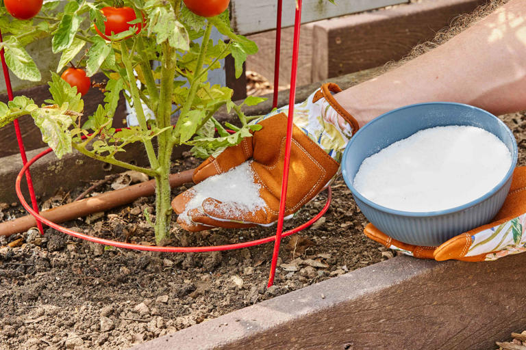 Should You Use Epsom Salt for Tomatoes? Experts Share the Dos and Don'ts