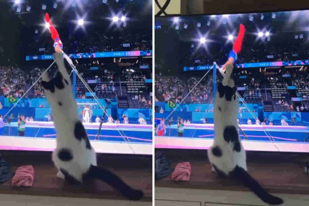 Video esilarante: gatto fa di tutto per distrarre il ginnasta alla sbarra Video esilarante: gatto fa di tutto per distrarre il ginnasta alla sbarra