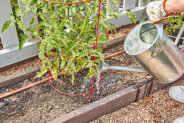 Should You Use Epsom Salt for Tomatoes? Experts Share the Dos and Don'ts