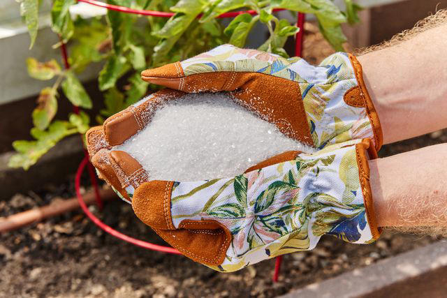 Should You Use Epsom Salt for Tomatoes? Experts Share the Dos and Don'ts