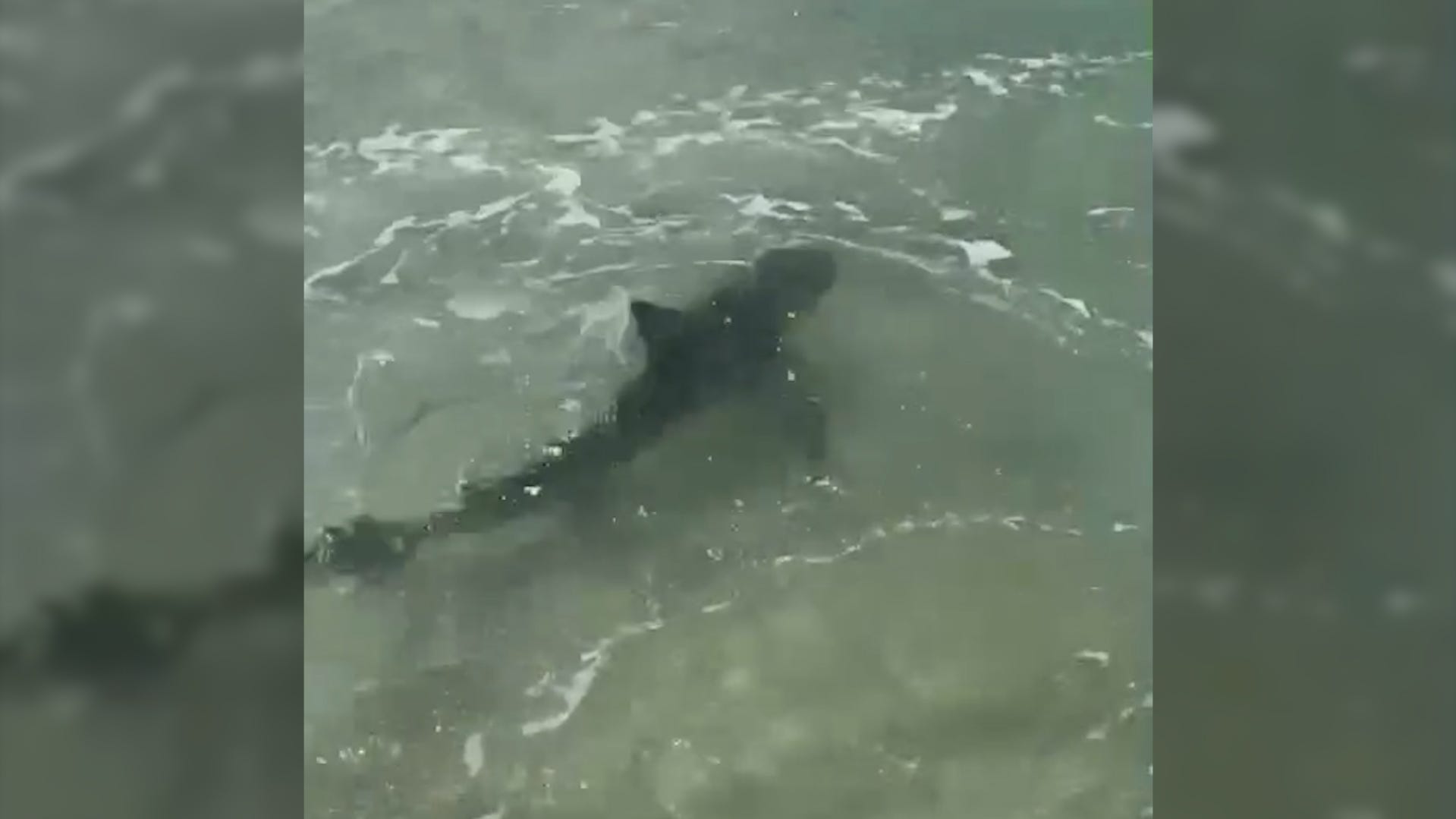 Video shows shark darting toward beachgoers in Florida weeks before ...
