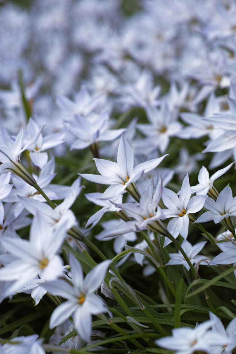 These gorgeous flowers actually thrive in the winter
