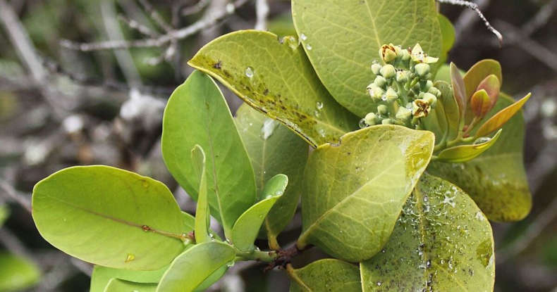 Plants with Spiritual and Religious Significance Plants with Spiritual and Religious Significance
