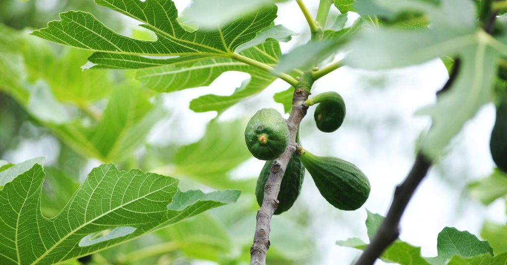 11 Mistakes to Avoid While Growing Fig Trees