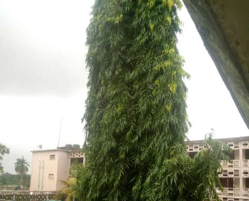 Plants with Spiritual and Religious Significance Plants with Spiritual and Religious Significance