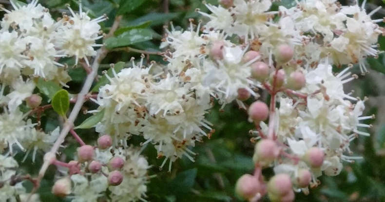 Plants with Spiritual and Religious Significance Plants with Spiritual and Religious Significance