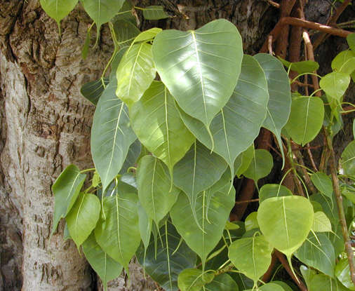 Plants With Religious Significance To Different Faiths Plants With Religious Significance To Different Faiths