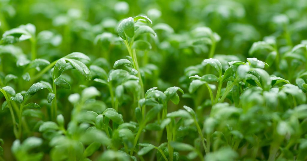 12 Leafy Green Vegetables To Grow For Delicious Salads