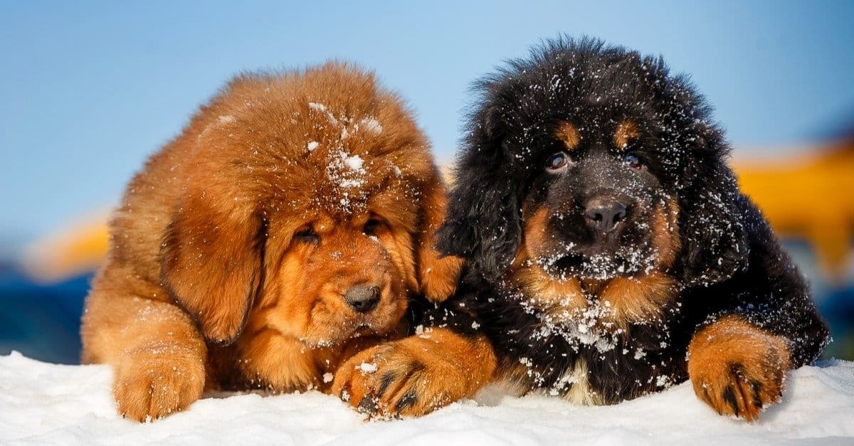 10 Dog Breeds That Can Put a Dent in Your Wallet