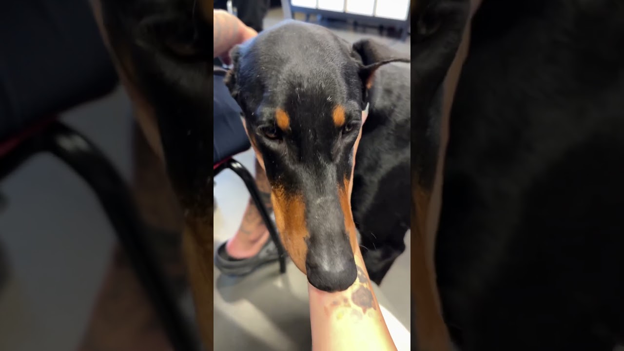 Helpful people rescue a sweet Doberman from the streets