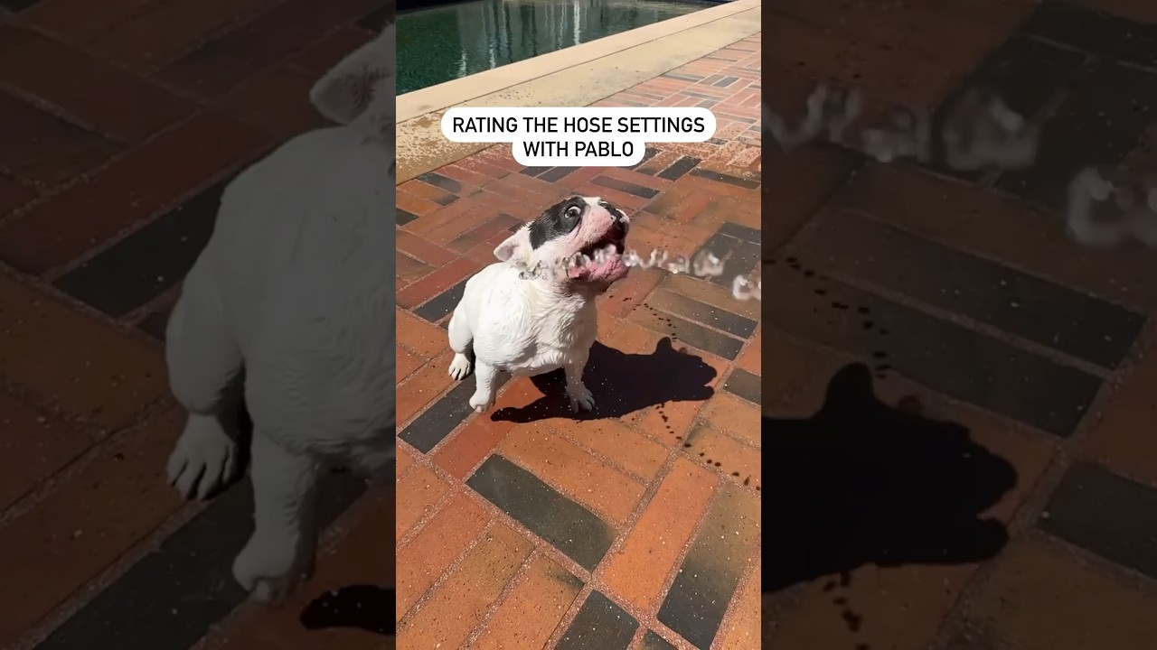 See how a goofy French bulldog judges various water sprays