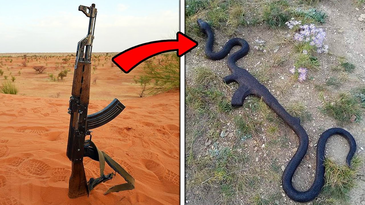 Unbelievable Items Discovered Inside Snakes Explained