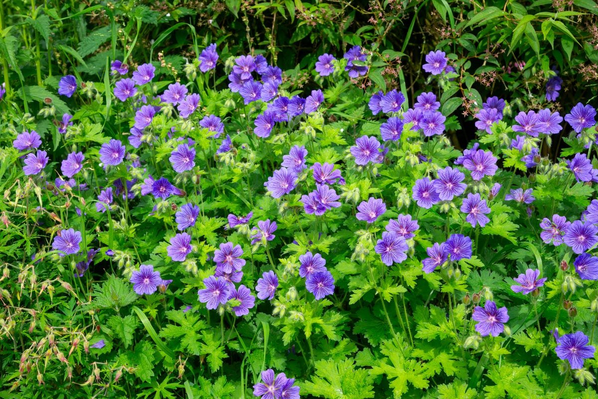 31 Best Perennial Flowers and Plants for Every Part of Your Yard
