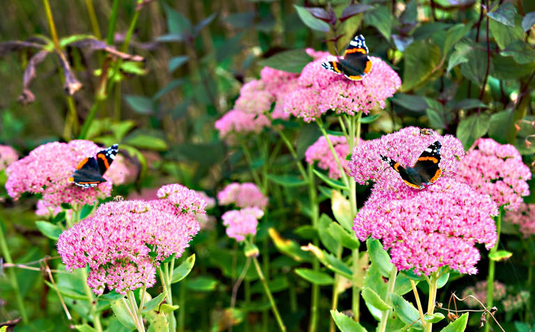 7 hard-to-kill plants that thrive in heat, drought, and poor soil