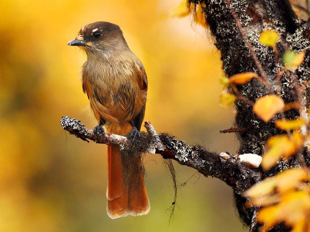 Fall Backyard Birding Checklist: 13 Tips to Attract More Birds to Your ...
