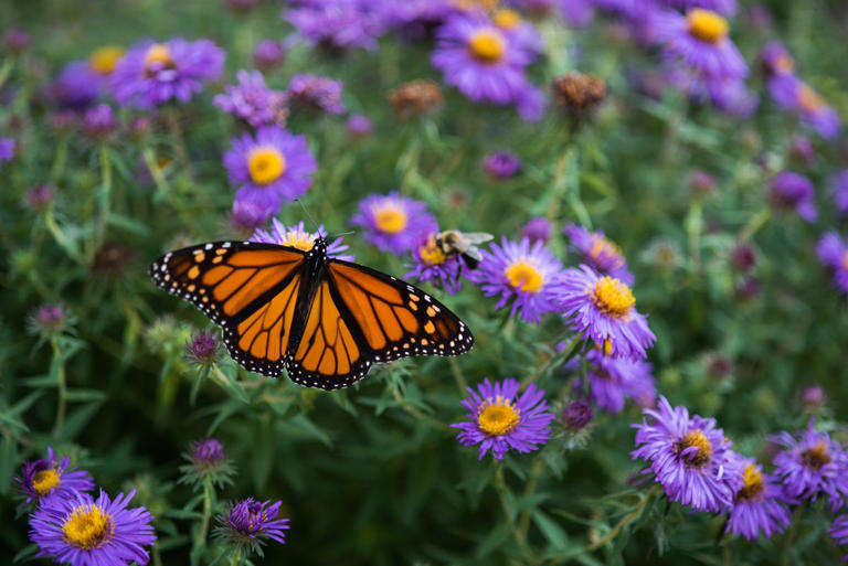 8 tough-as-nails perennials for your most low-maintenance garden ever