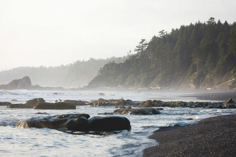 Kalaloch Beach in Olympic NP: What to Know