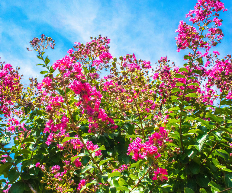 These 8 Shade Trees Will Cool Your Home Naturally – and They're Safe to ...