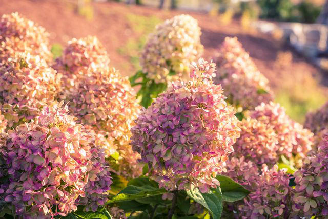 How Long Your Hydrangeas Will Bloom—and How to Extend the Timeline