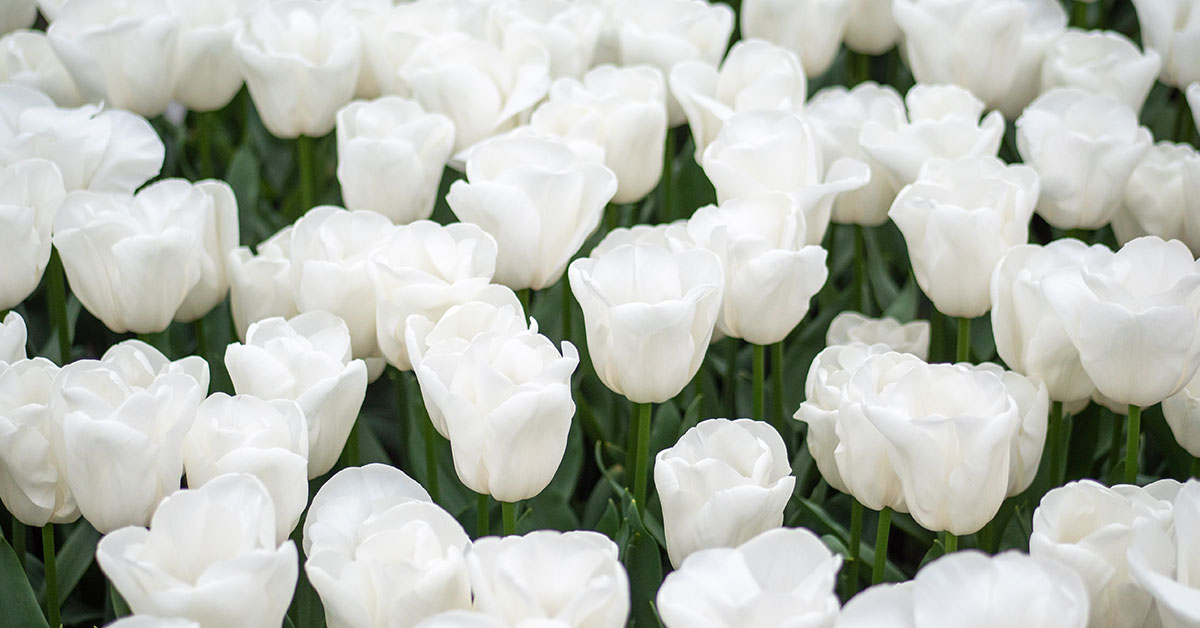 15 Flowers That Start Blooming At The Beginning Of Spring