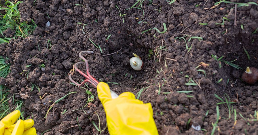 Get Gorgeous Spring Blooms: Your Step-by-Step Guide to Planting Bulbs ...