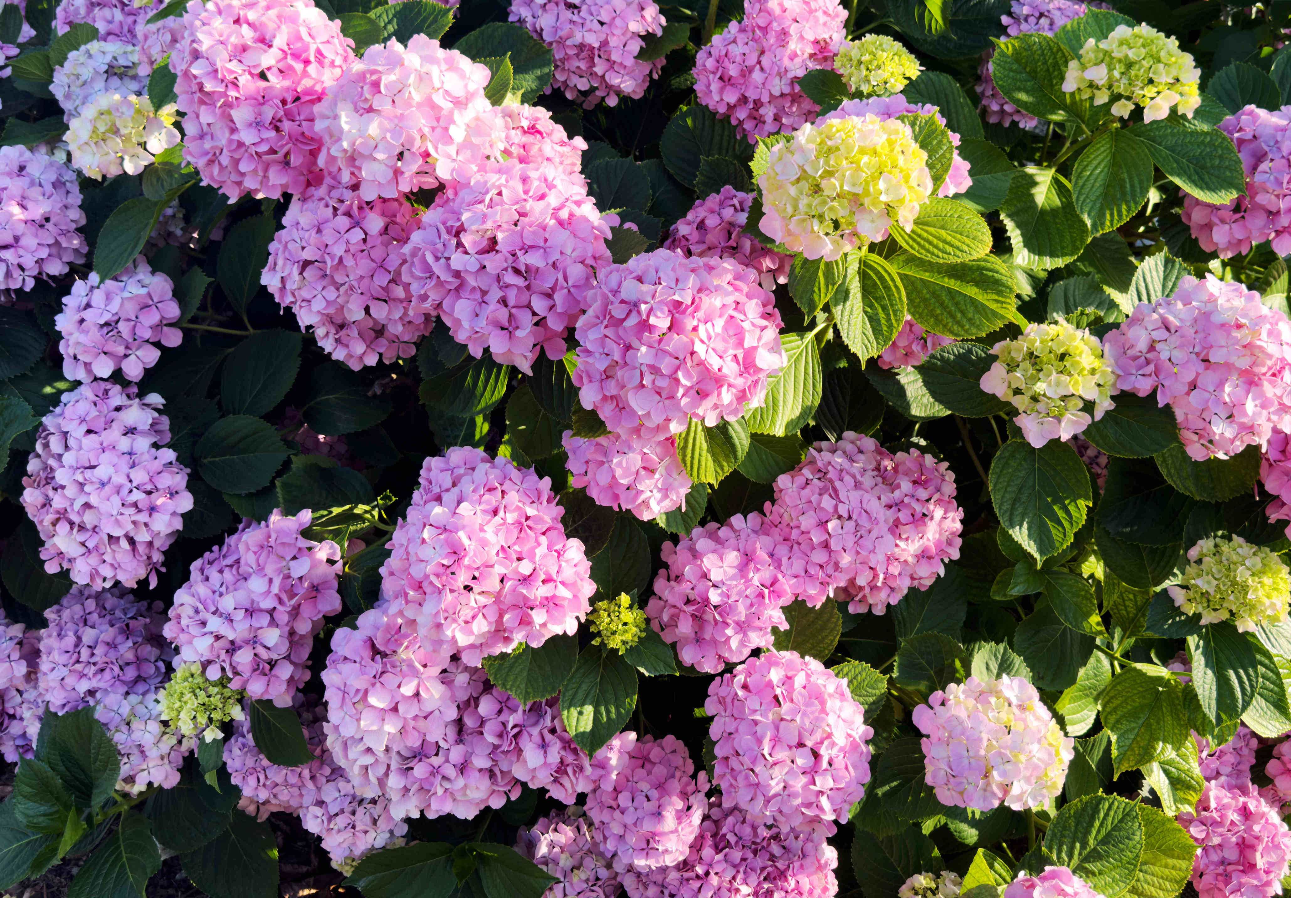 How Long Your Hydrangeas Will Bloom—and How to Extend the Timeline