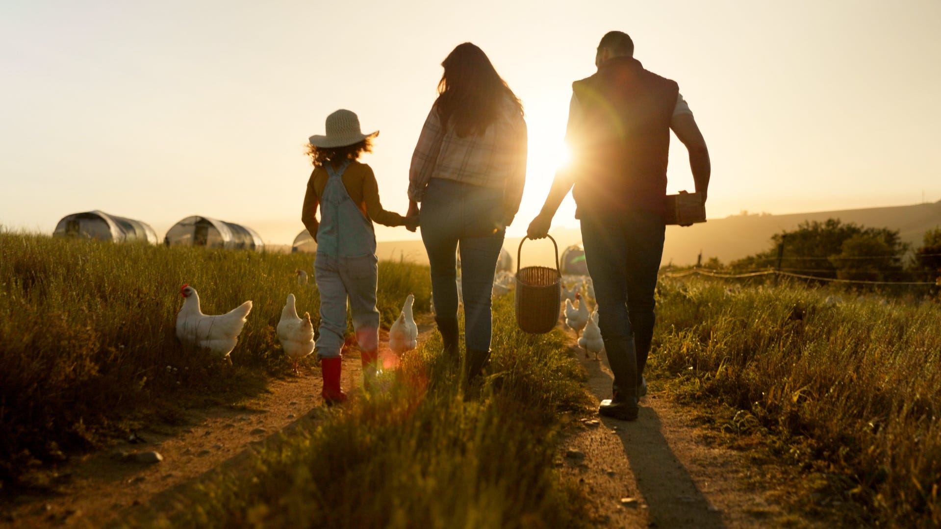 Bird flu 'low risk' to general public. Here's how to avoid it.