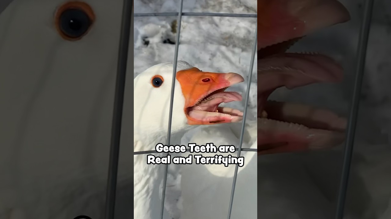 Epic Failures in Beekeeping – Learning the Hard Way