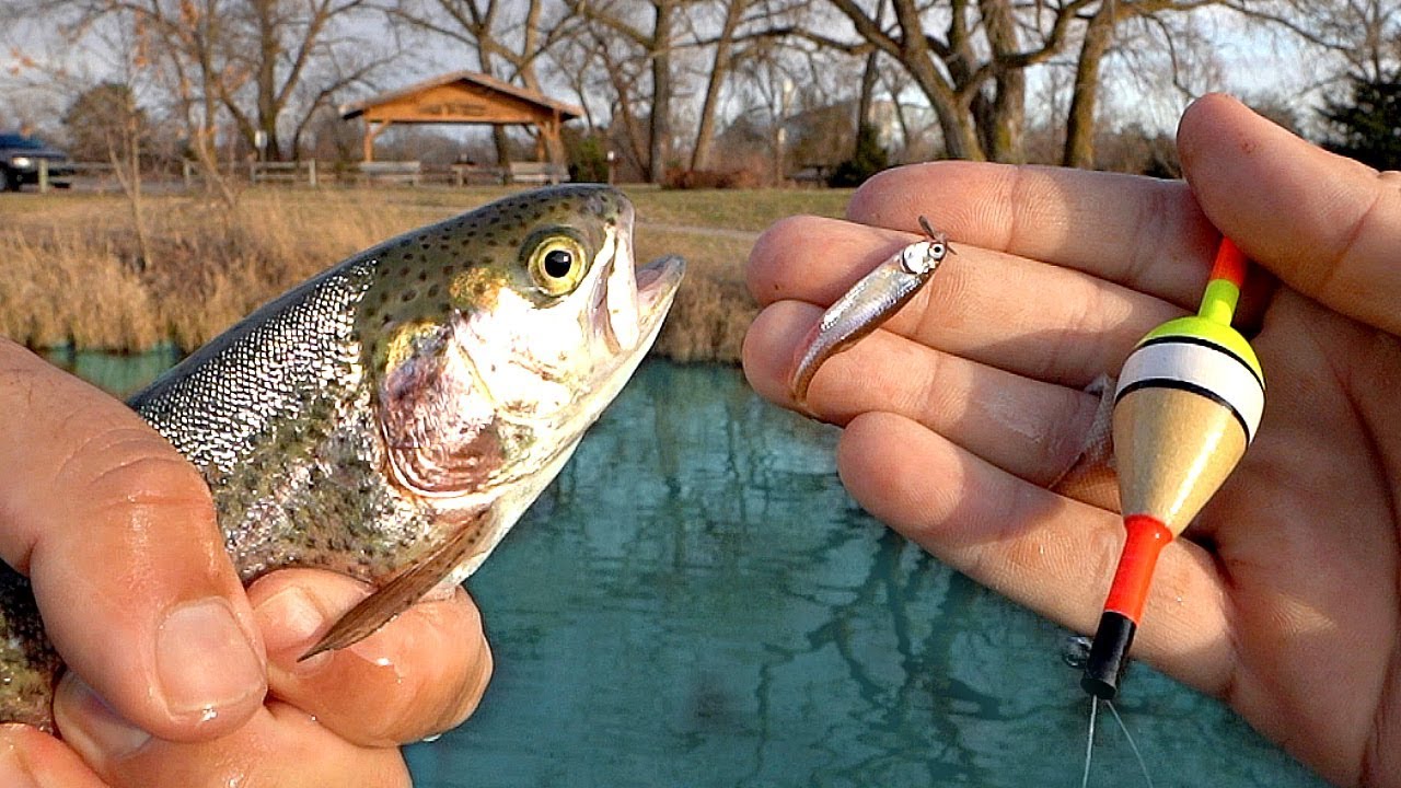 Why Live Minnows Still Outfish Modern Bait Options
