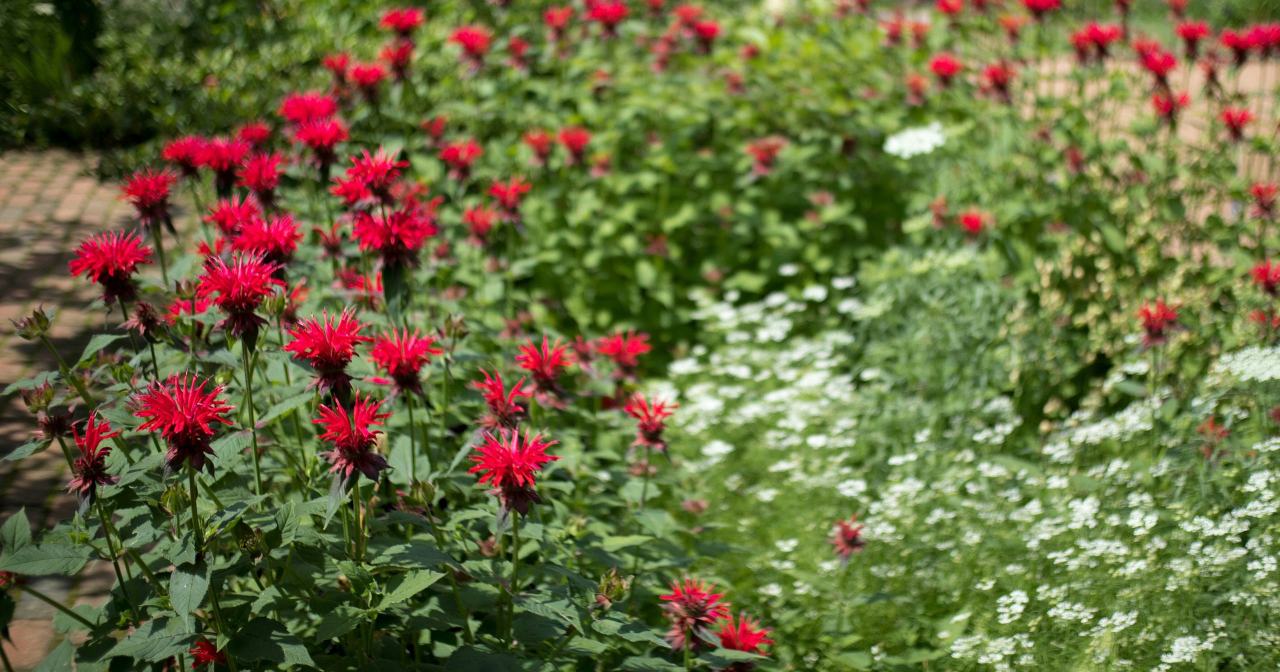 12 Perennials That Absolutely Need a Fall Cut-Back