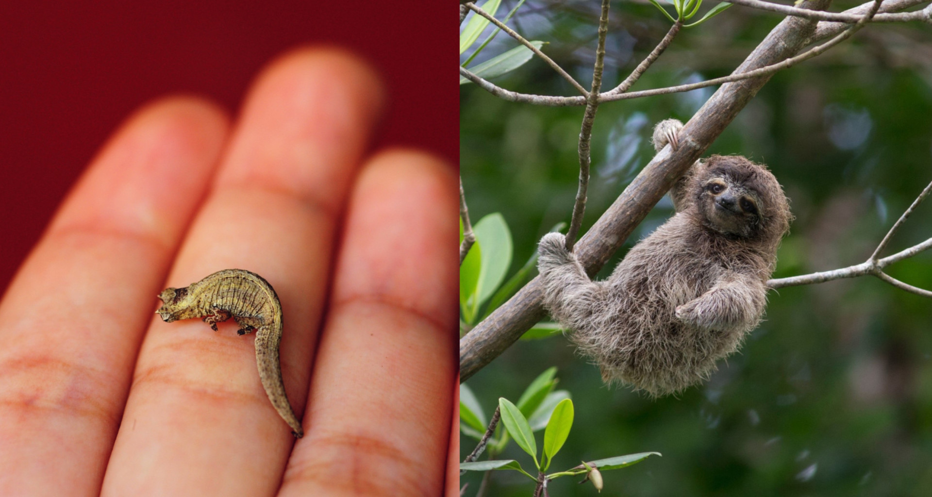 Qu'est-ce que le nanisme insulaire