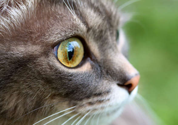 Amazing cat facts that will leave you in a flap! Amazing cat facts that will leave you in a flap!