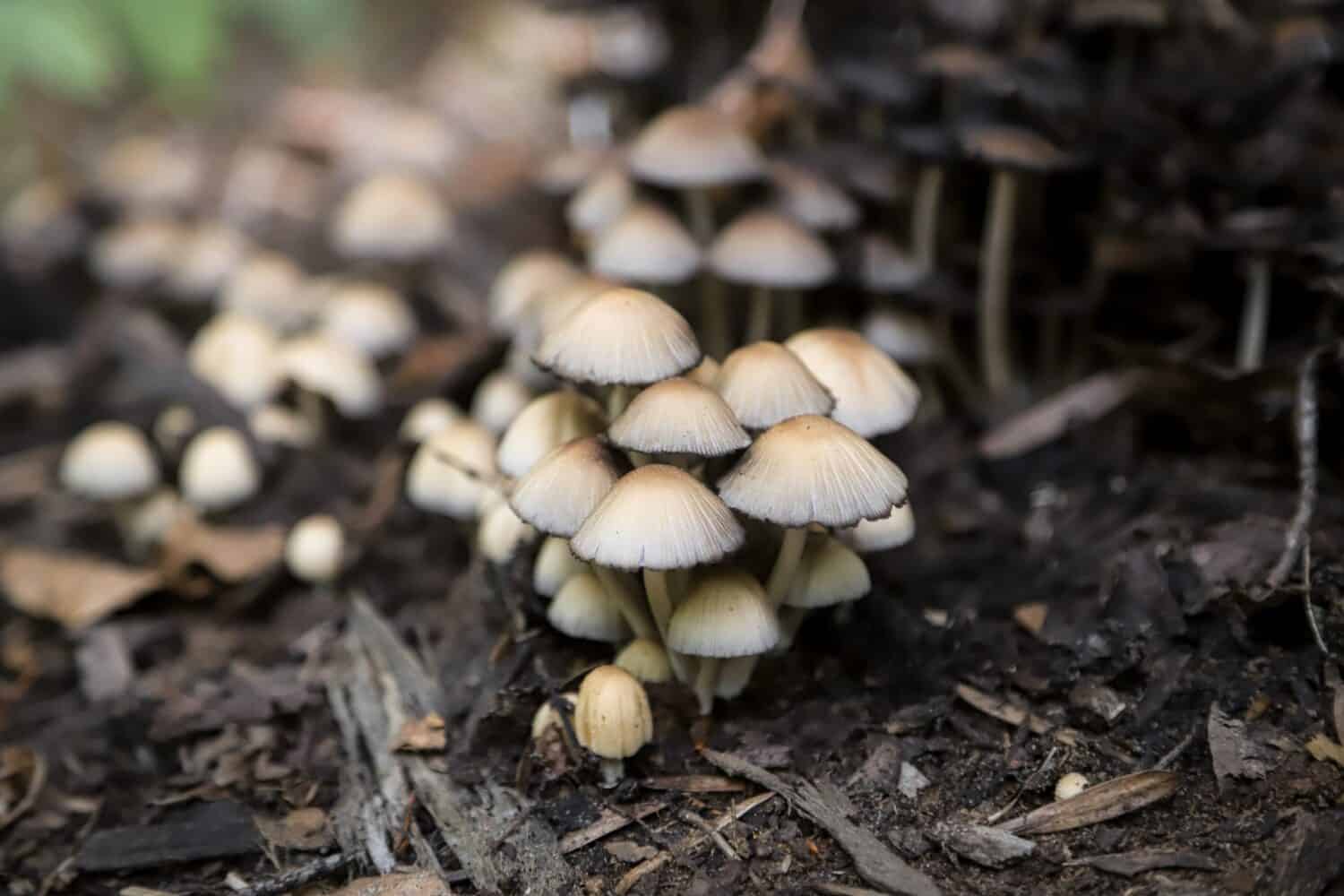 Learn to Identify Common Lawn Mushrooms