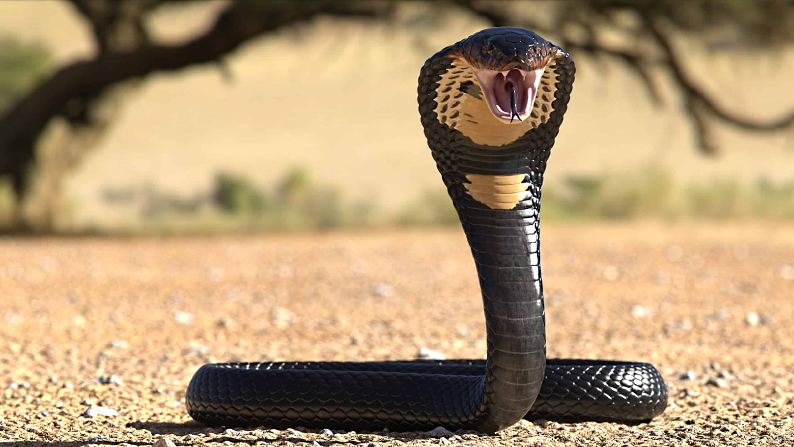 Which Snake is More Deadly – a Cobra or a Cottonmouth?