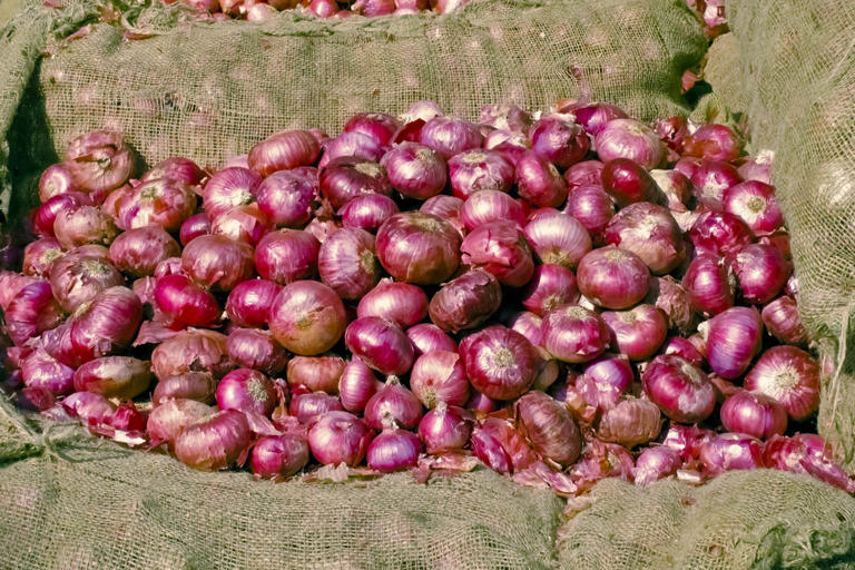 Centre withdraws 20 pc duty on onion export effective from April 1