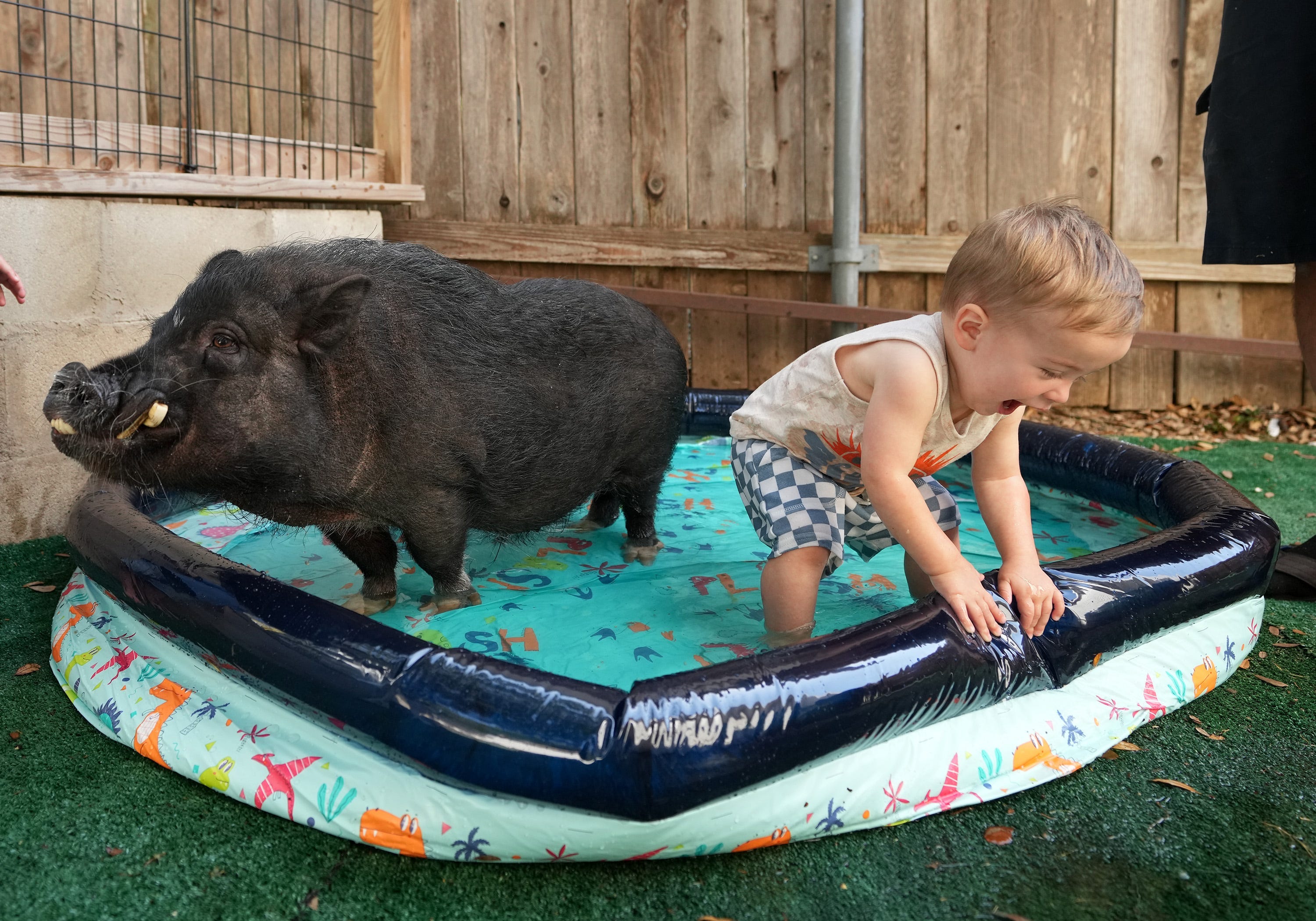 How big do miniature pigs get? 'Teacup' variety may get larger than ...