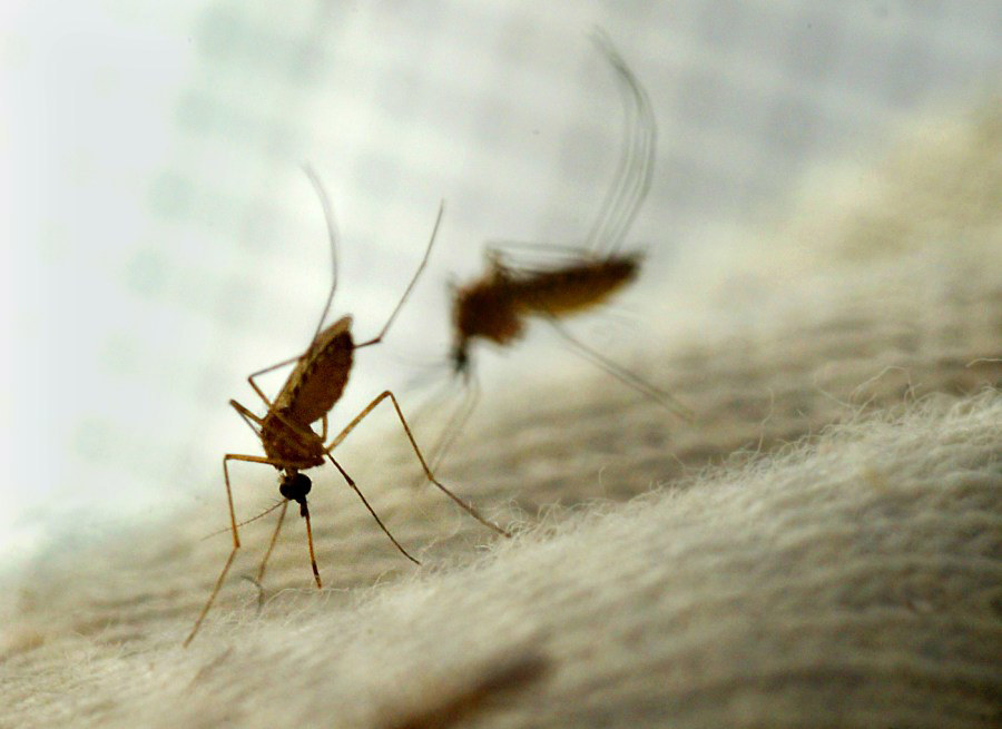 How to protect yourself from arboviruses this mosquito season How to protect yourself from arboviruses this mosquito season