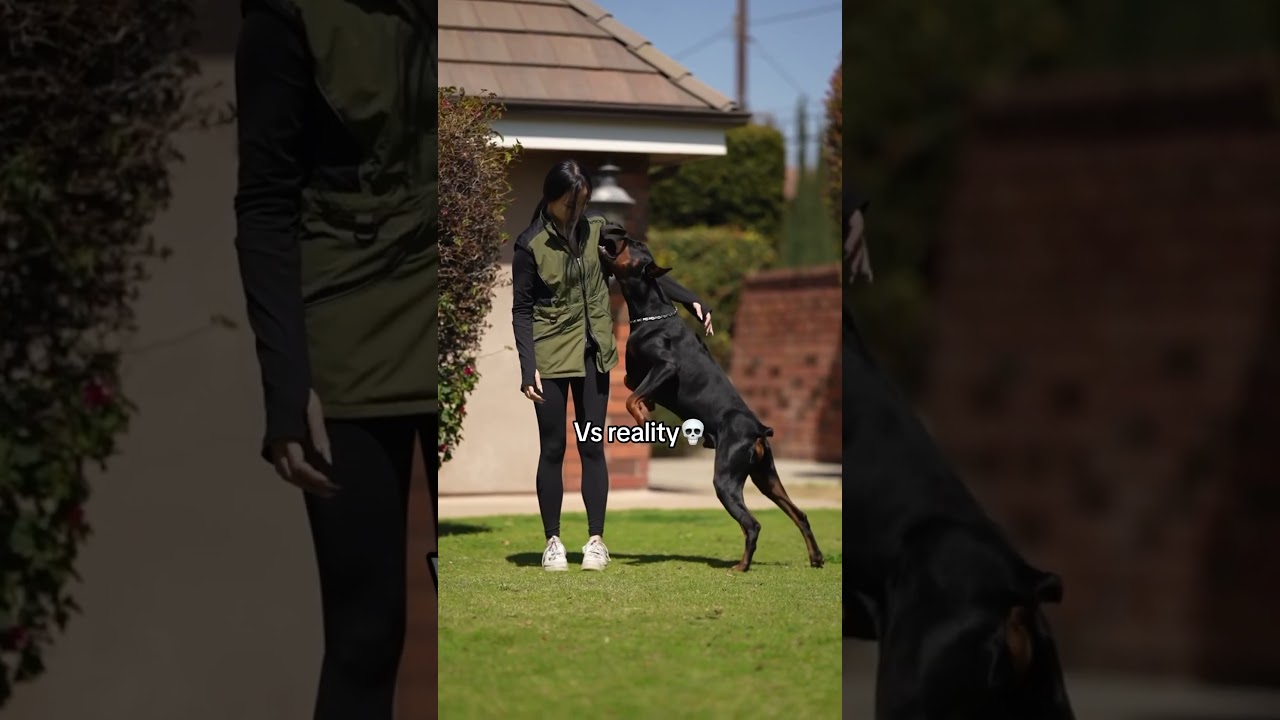 Expectations vs reality when training my Doberman