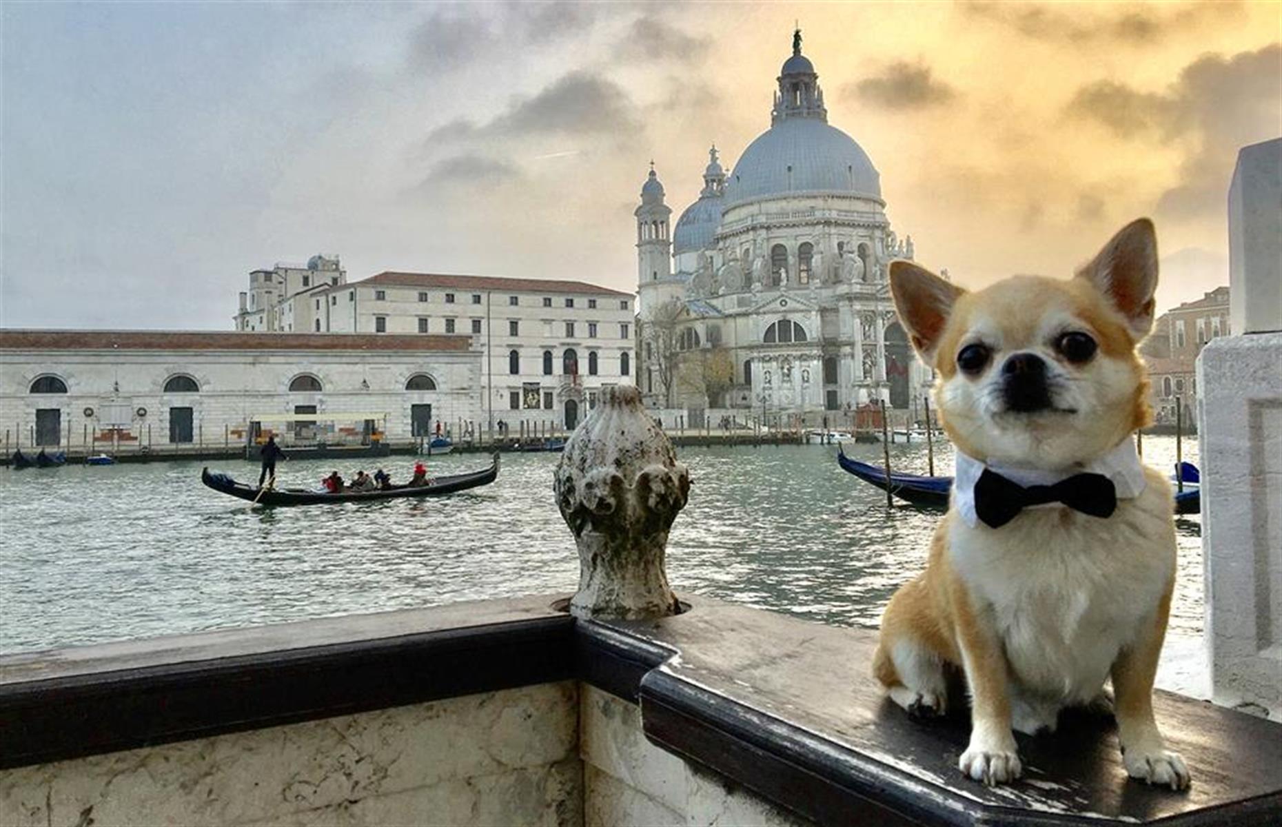 Revealed: The famous pampered pets travelling the world in style