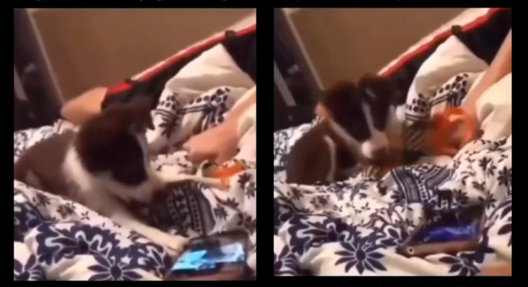 Questo cane non vuole che la padrona vada in ufficio ed ecco cosa fa ... Questo cane non vuole che la padrona vada in ufficio ed ecco cosa fa ...